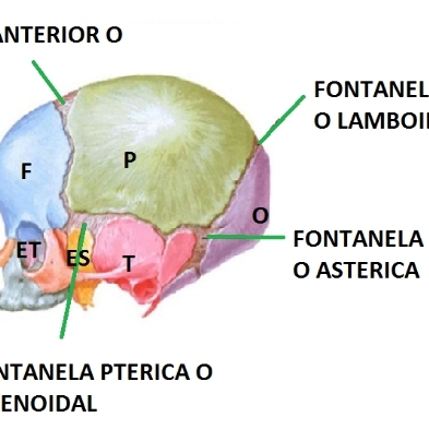 Sem2 Fontanelas