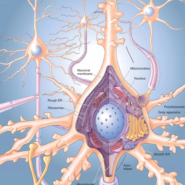 Internal structure of a typical neuron