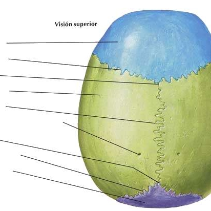 Vista superior del cráneo
