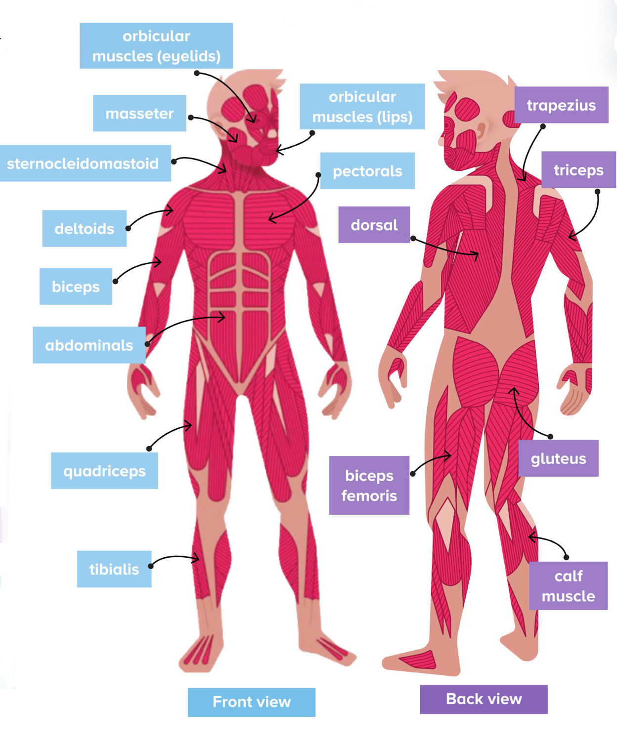 Labeled Muscular System Back View