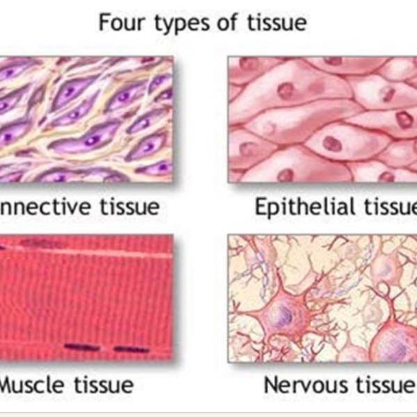 Types of tissue