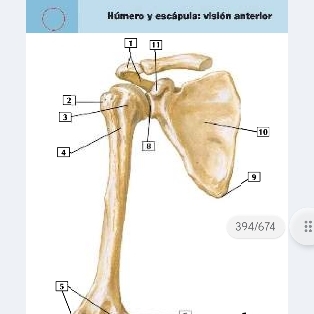 Húmero y escapula : visión anterior