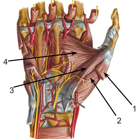 Músculos tenar mano