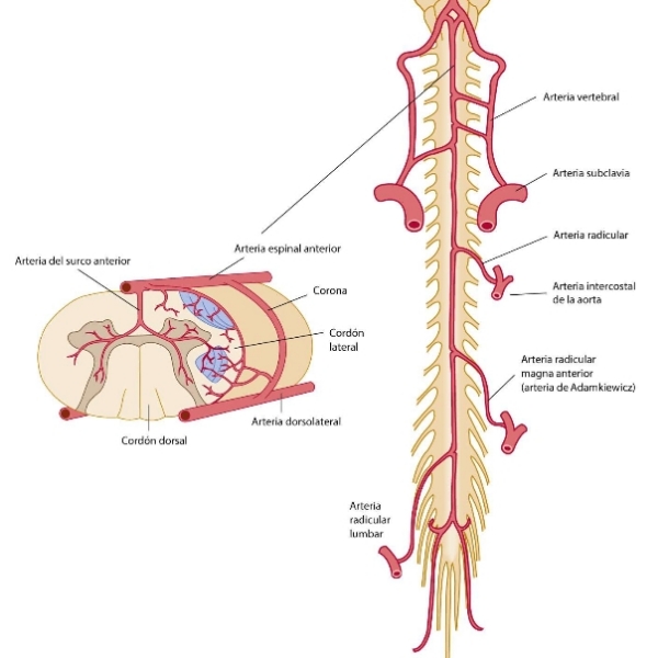 Vascularización de la médula