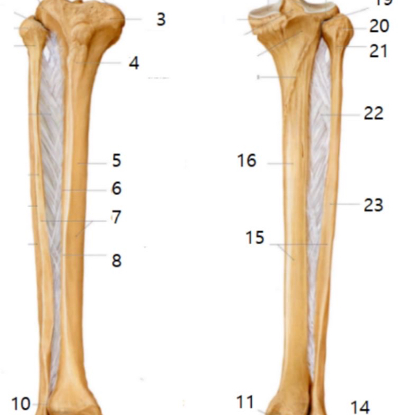 Tibia y peroné