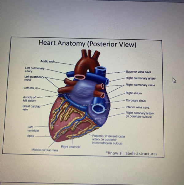 Heart Anatomy Posterior View Anatomy Art No. 2 Posterior View Of Human