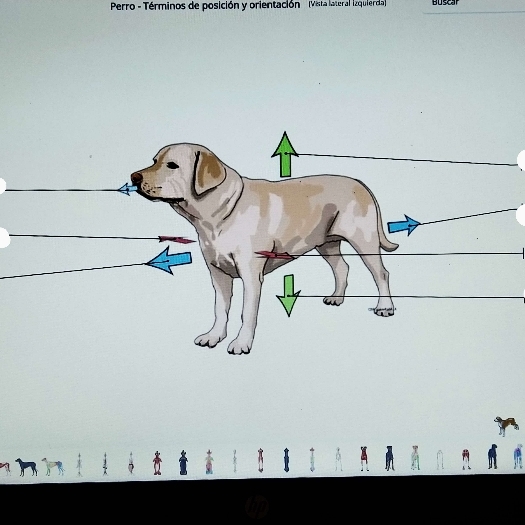 Términos de posición y orientación