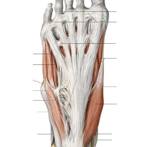 Aponeurosis plantar