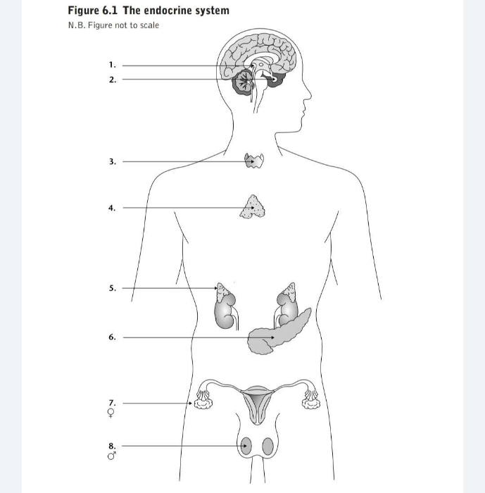 Endocrine System Unlabeled Diagram