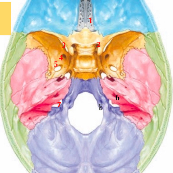 relación de foramenes con nervios craneales