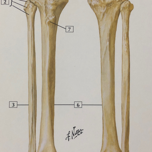 Anatomía De La Tibia Y El Peroné