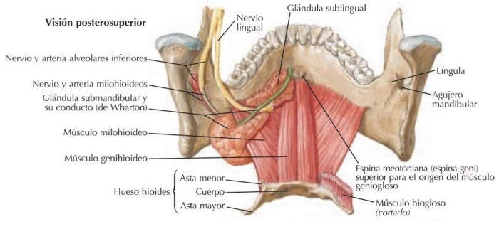 Arteria Lingual Hiogloso