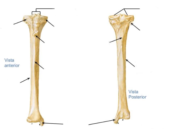 Eminencia Intercondílea Tibial