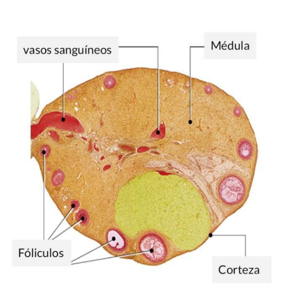 Ovarios