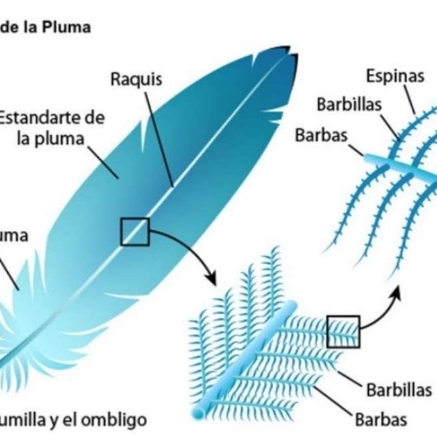 Partes de una pluma