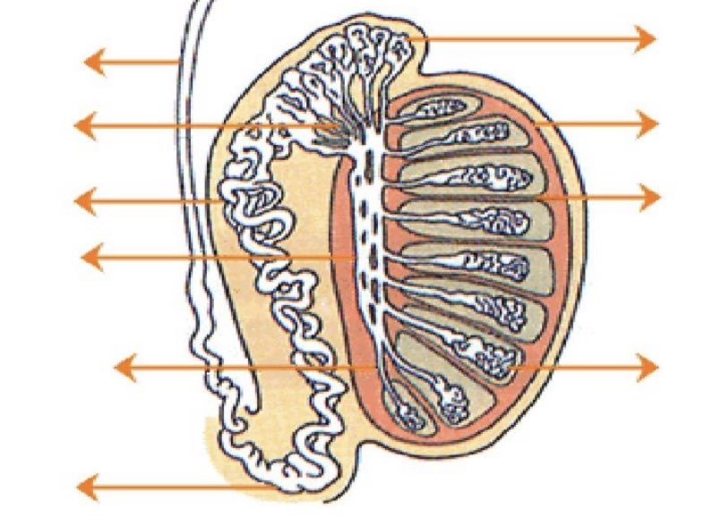 Imágenes De Anatomía Del Testículo
