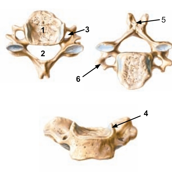 Vértebras cervicales típicas