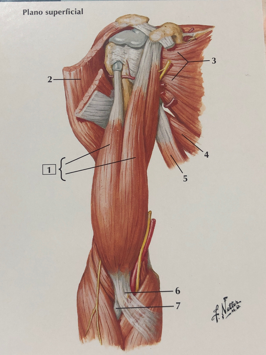 Dibujo De Anatomia Del Musculo Del Brazo