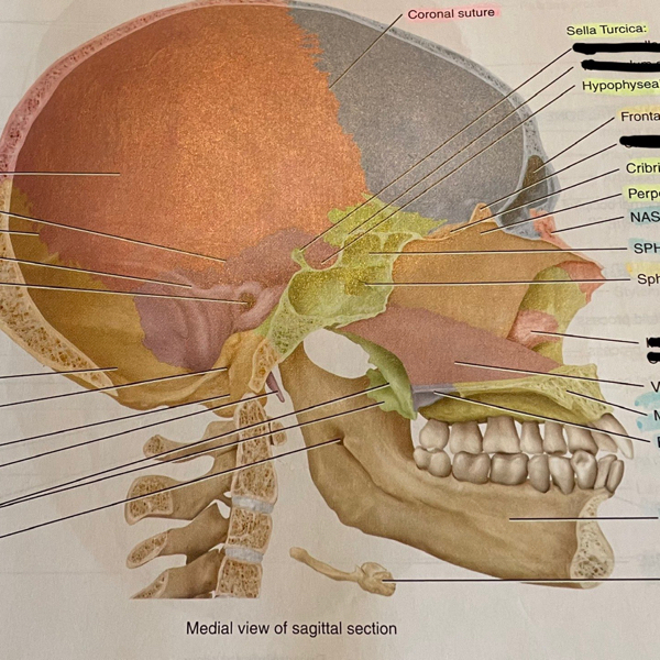 Medial View of Saggital Section of Skull