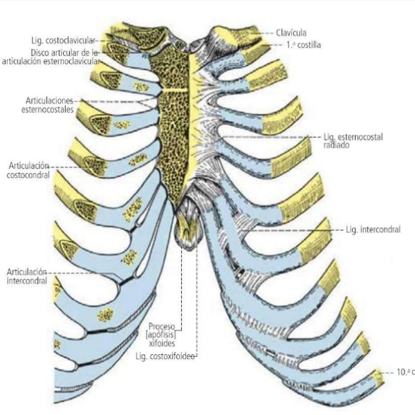 Articulaciones del toráx