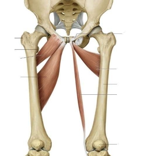 Músculos mediales del muslo: capa superficial