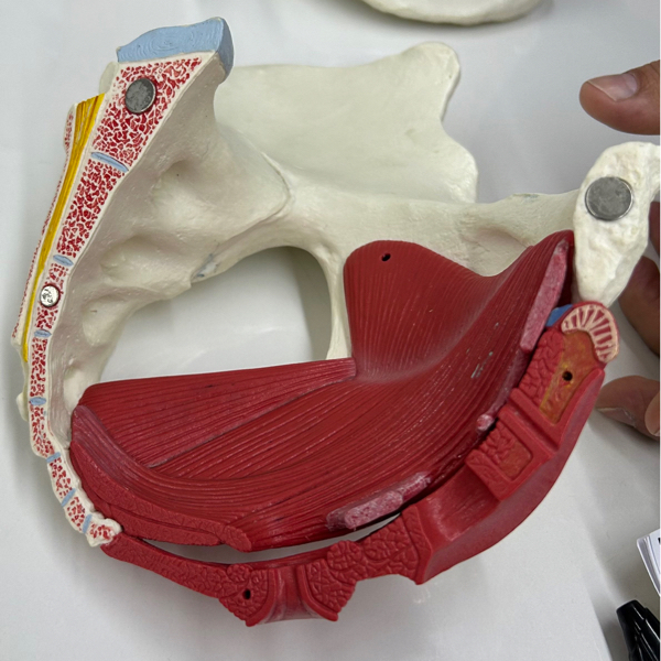 Musculos del periné