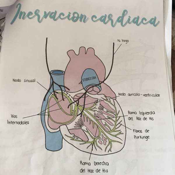 Inervacion del corazón