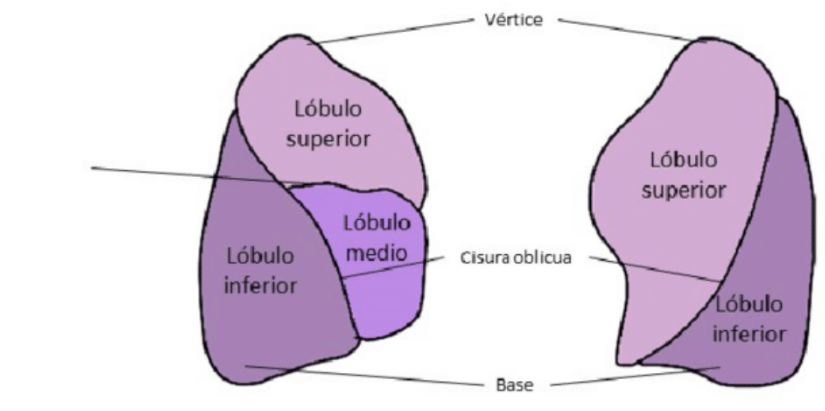 Lóbulos Pulmonares