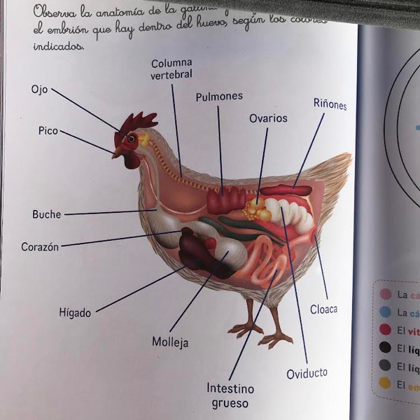 Anatomía de la gallina