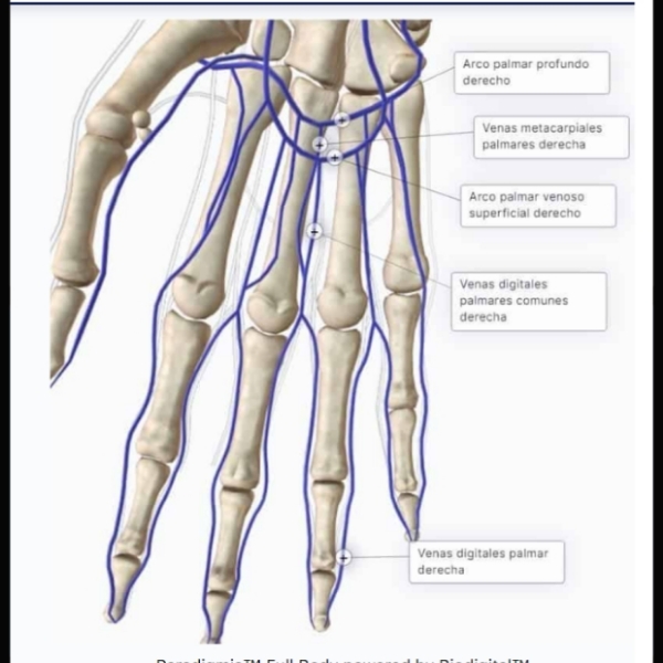 Venas de la mano