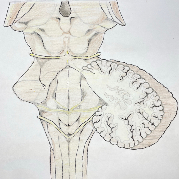 Fosa romboidea externa