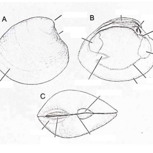 Bivalvia: Venus antiqua
