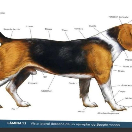 partes del perro