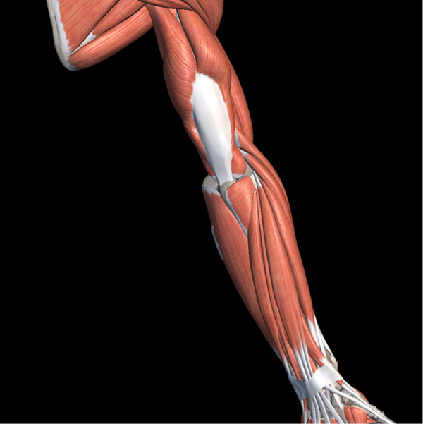 Músculos miembros superiores