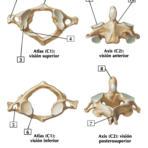 Vértebras cervicales