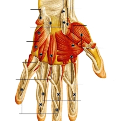 Estructura muscular de la mano