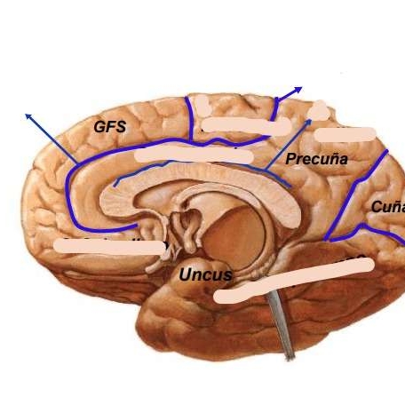Surcos y giros medial