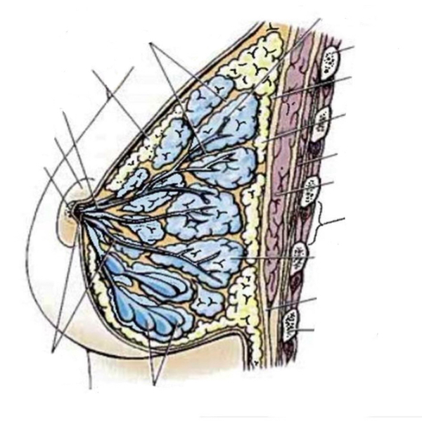 Anatomía de la mama