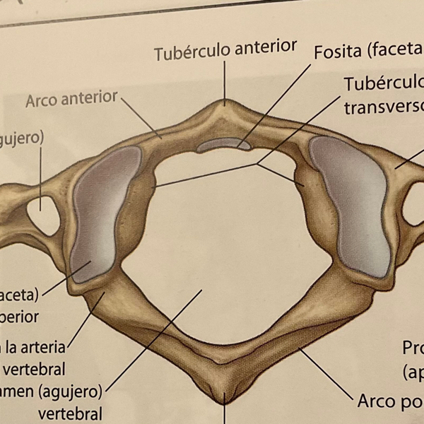 Atlas o Vértebra C1