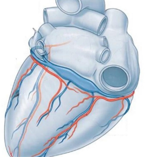 Circulación coronaria posterior