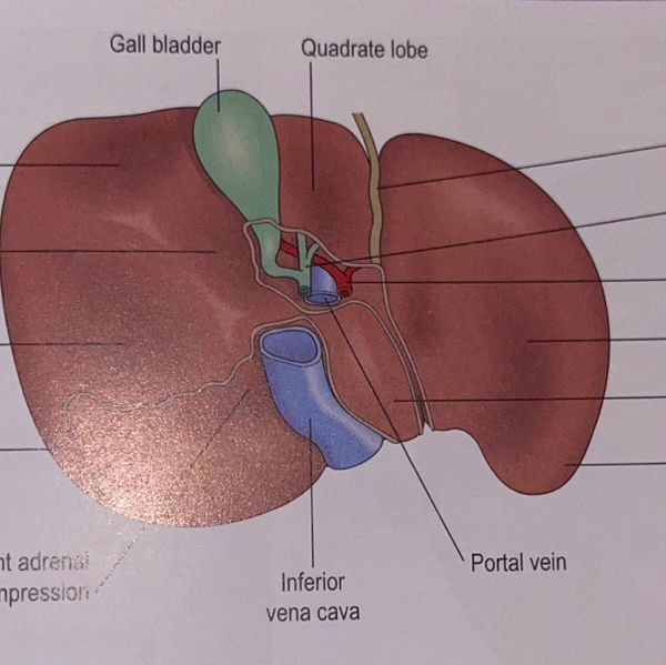Gross Anatomy Of Liver