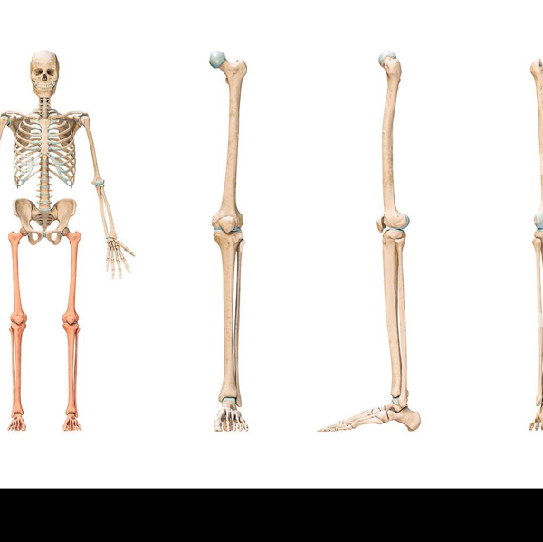 HUESOS EXTREMIDAD INFERIOR