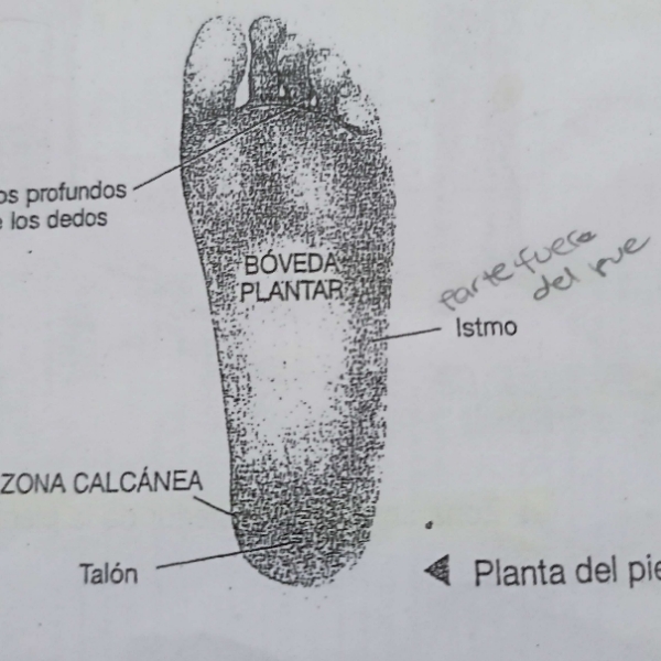Morfología del pie
