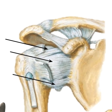 Ligamentos hombro