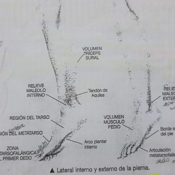 Morfología del pie