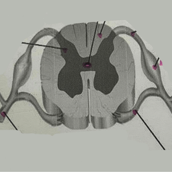 Lamina Anatómica Médula espinal, corte transversal