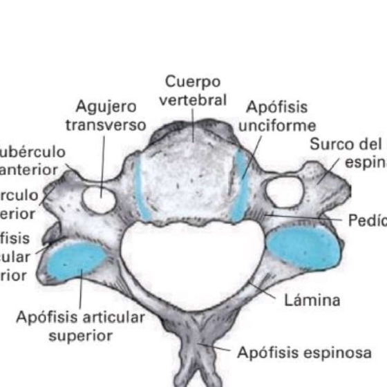 Region cervical vertebras tipicas
