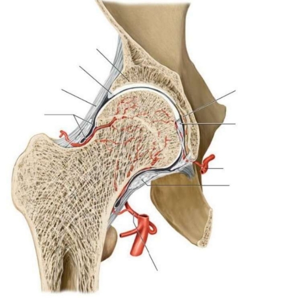 Fémur derecho, corte coronal
