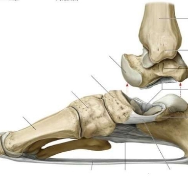 Vista medial de la articulación subtalar