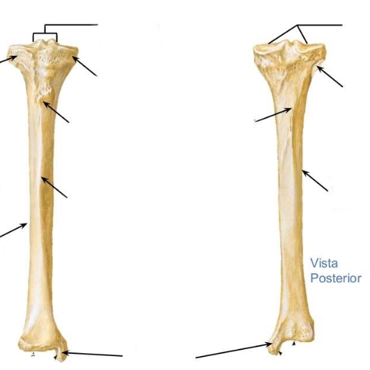 Tibia